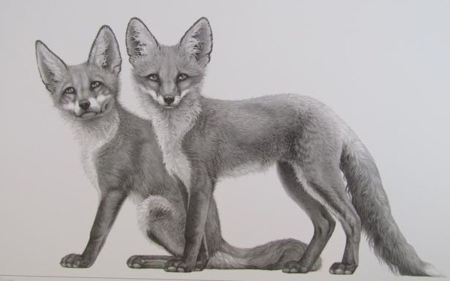 Gary Hodges | Little Foxes | MutualArt