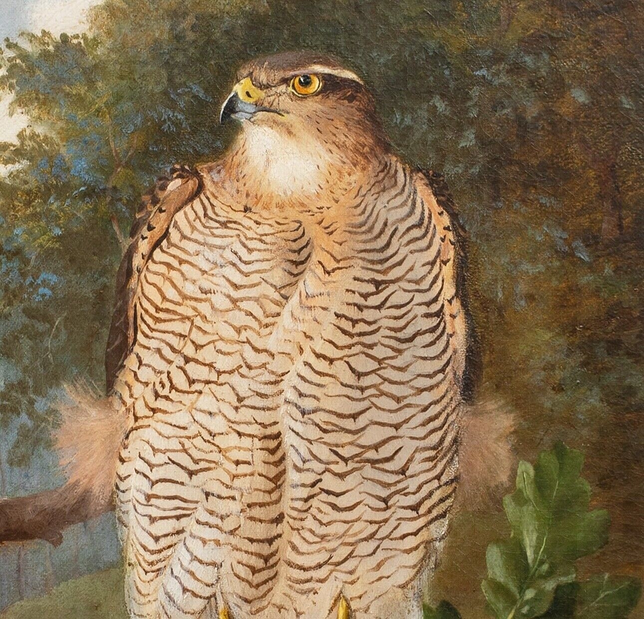 William Brodrick | TWO SPARROW HAWKS AT THEIR NEST | MutualArt