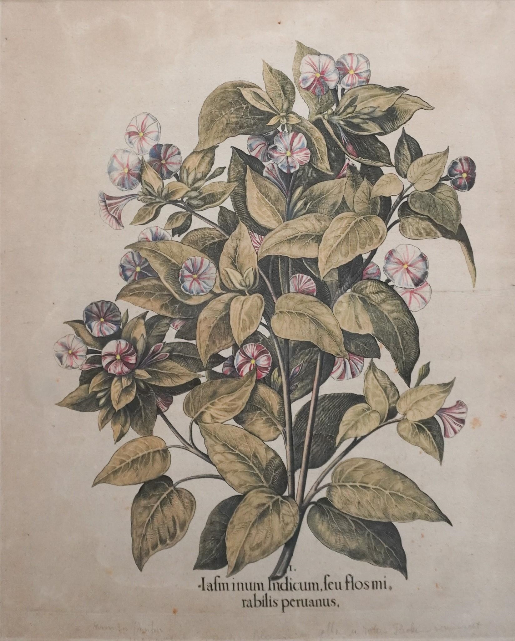 Basilius Besler | Rabilis Peruanus | MutualArt