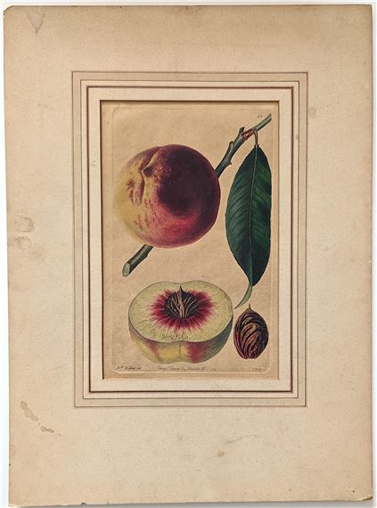 L Watts | L. Watts Botanical Hand Tinted Etching 19th C. (1829) | MutualArt