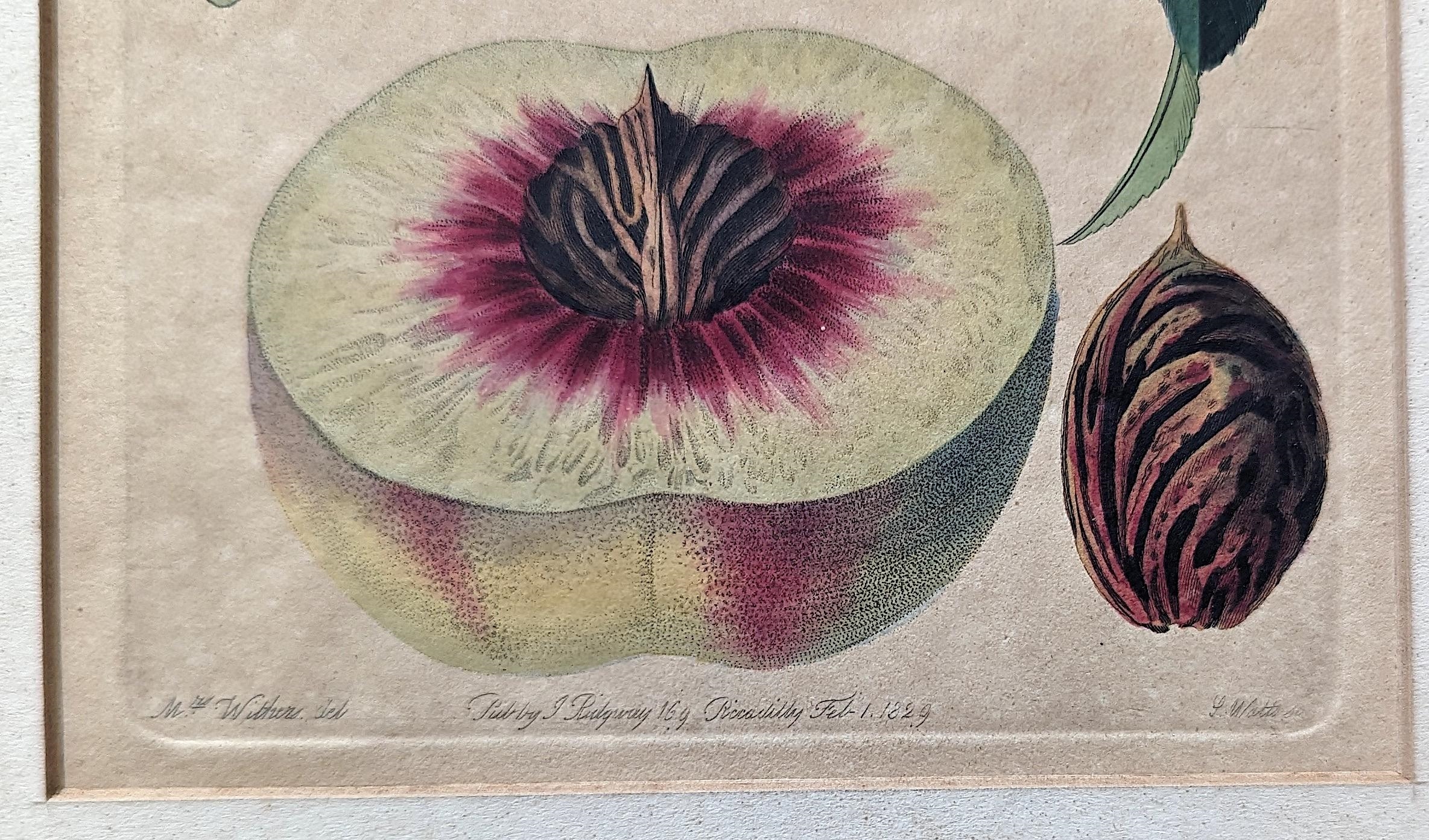 L Watts | L. Watts Botanical Hand Tinted Etching 19th C. (1829) | MutualArt