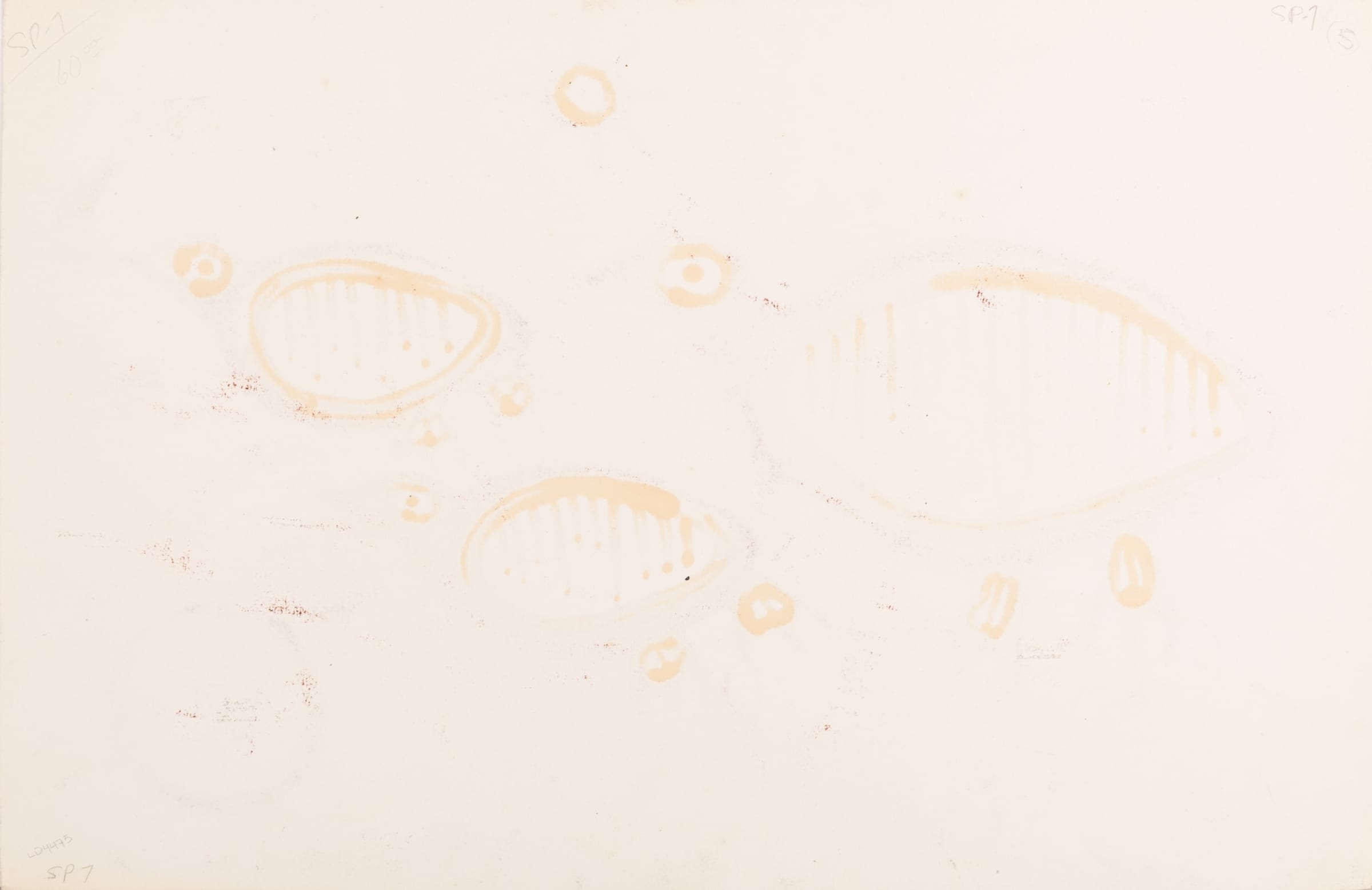 Norval Morrisseau | Mother Bird with Young (Circa 1962) | MutualArt