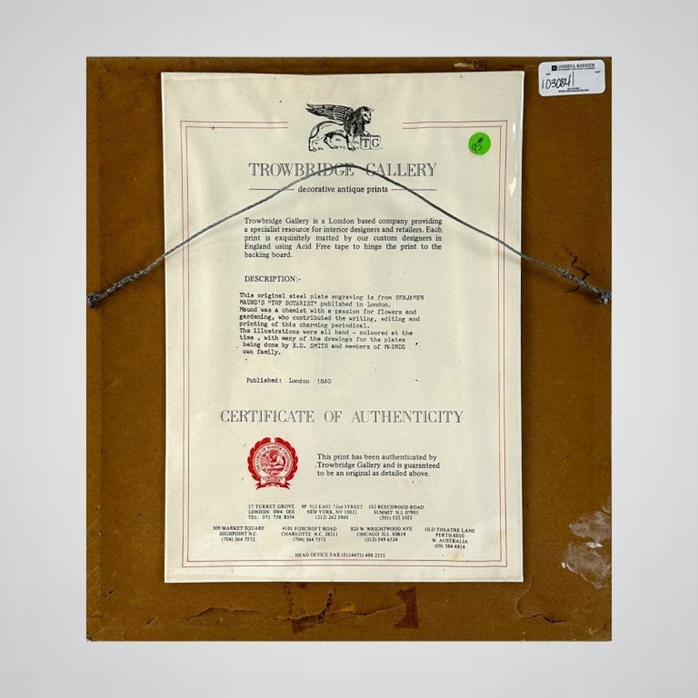 Benjamin Roubaud | Robinia Hispida | MutualArt