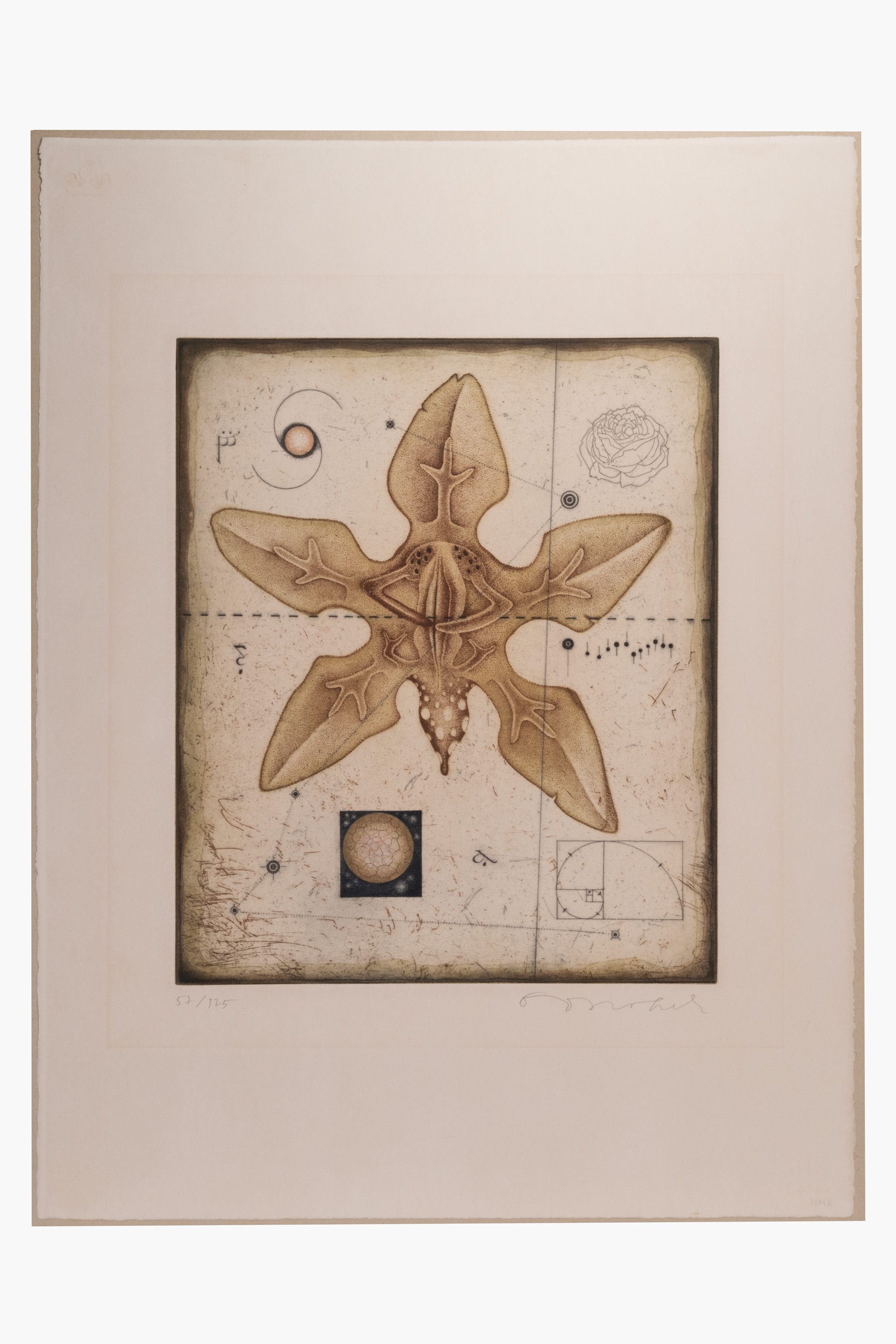 Tighe O'Donoghue/Ross | flower | MutualArt