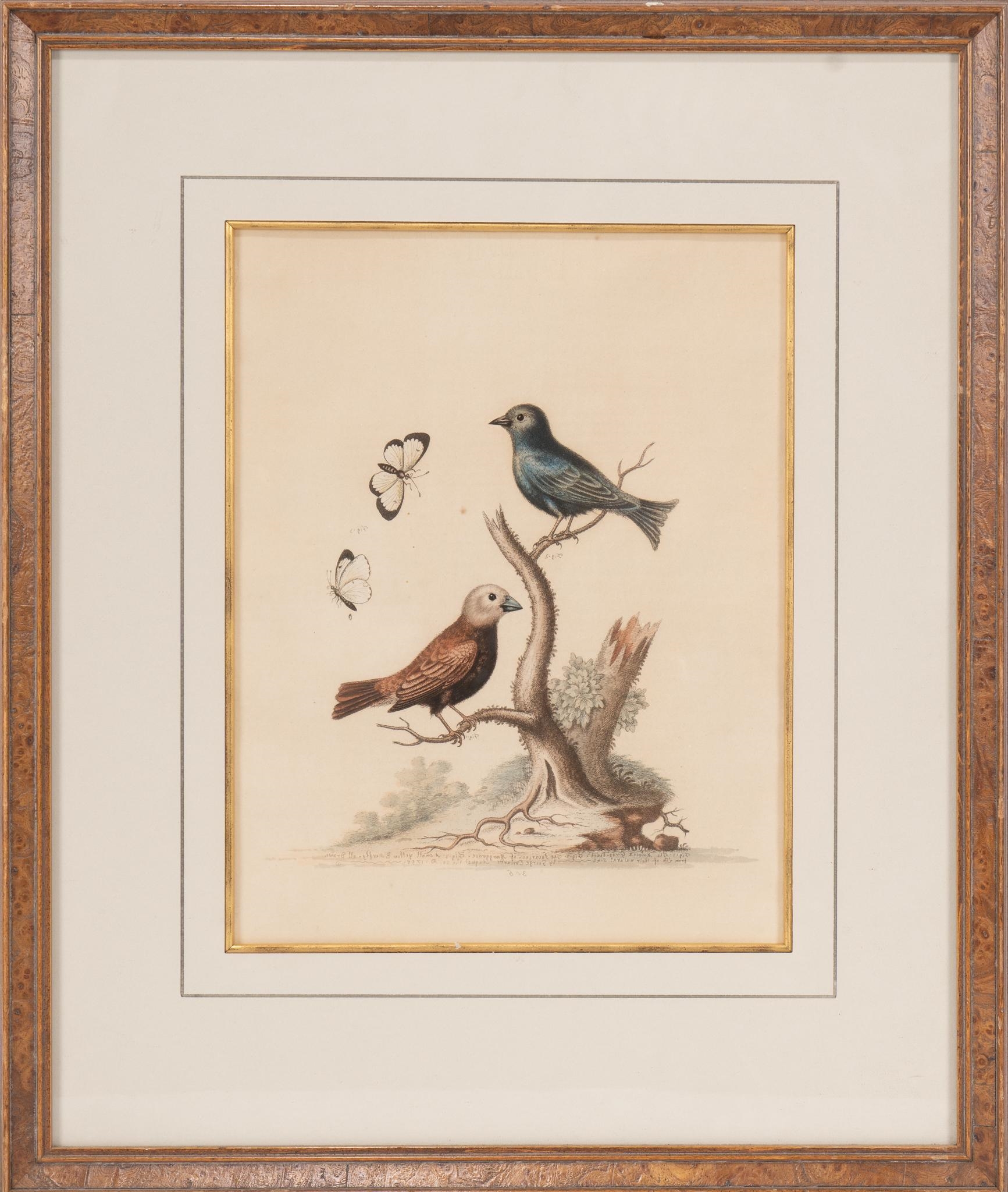 George Edwards | Birds Engraving | MutualArt
