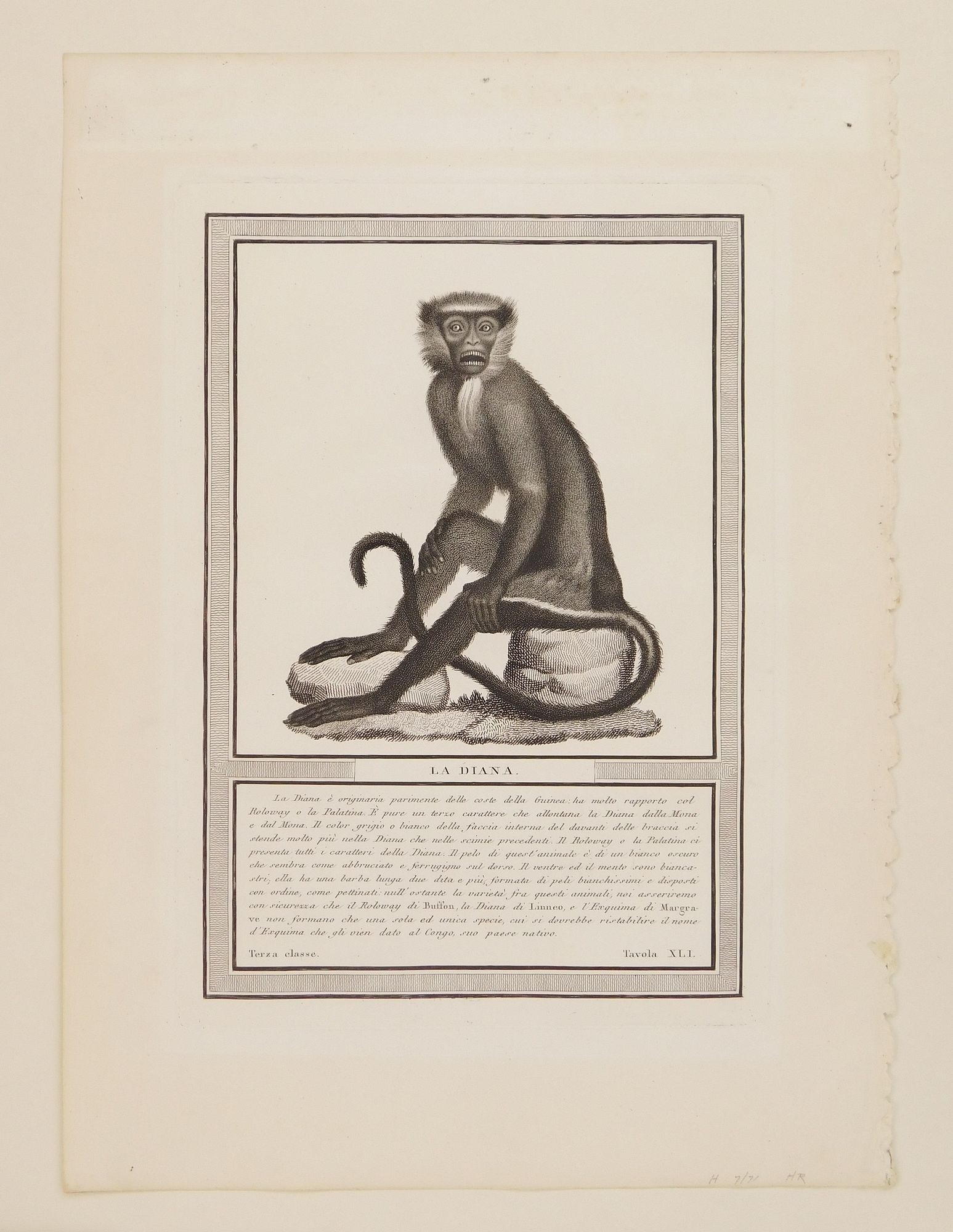 Nicolas Henri Jacob | Il Sal A Gola Bianca; Il Talapaino; L'Ascagno ...