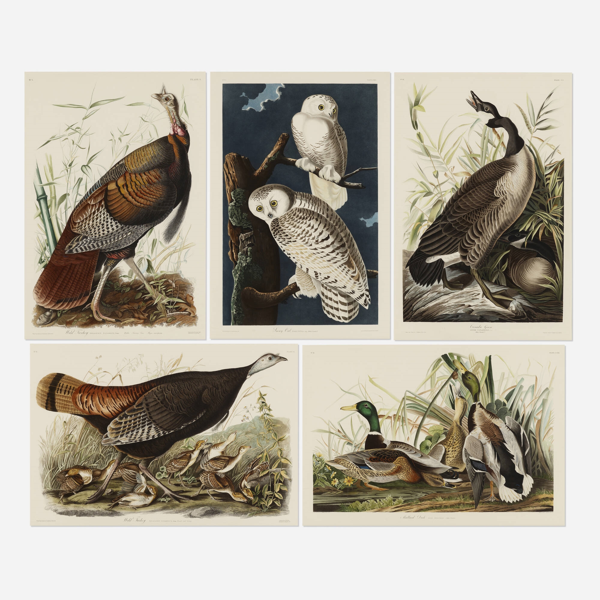 John James Audubon | Five works from the Birds of America series ...