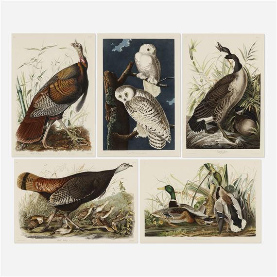 John James Audubon | Five works from the Birds of America series ...