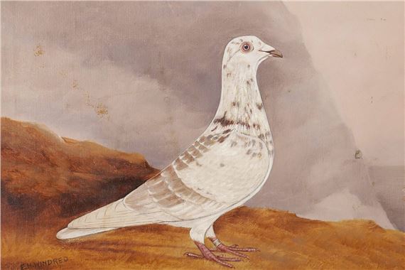 Edward Henry Windred | Portrait of the Champion Racing Pigeon Faithful ...