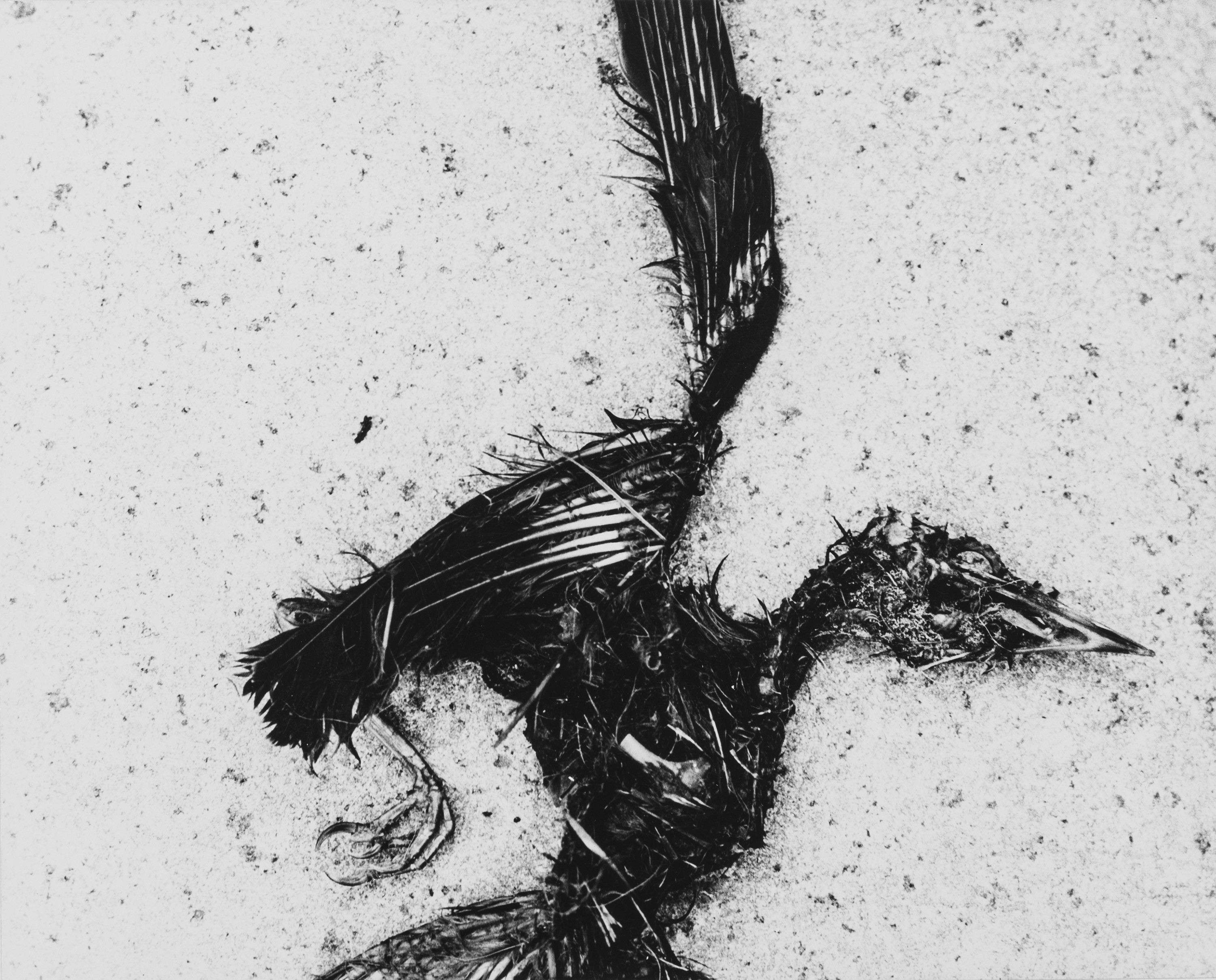 How To Draw A Dead Bird Easy