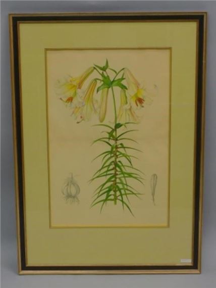 Lilian Snelling | Lilium Myriophyllum, | MutualArt