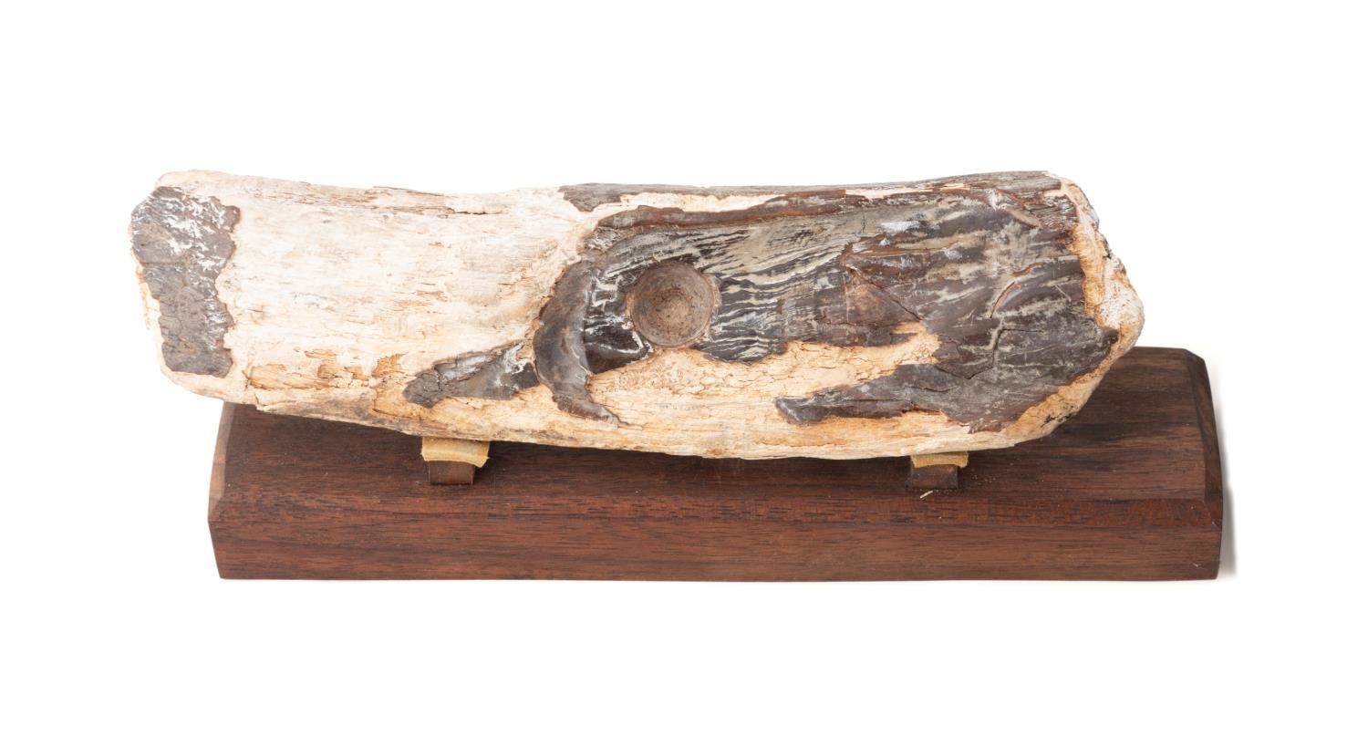 Geoff Olson | FOSSIL WALRUS SCRIMSHAW (1956) | MutualArt