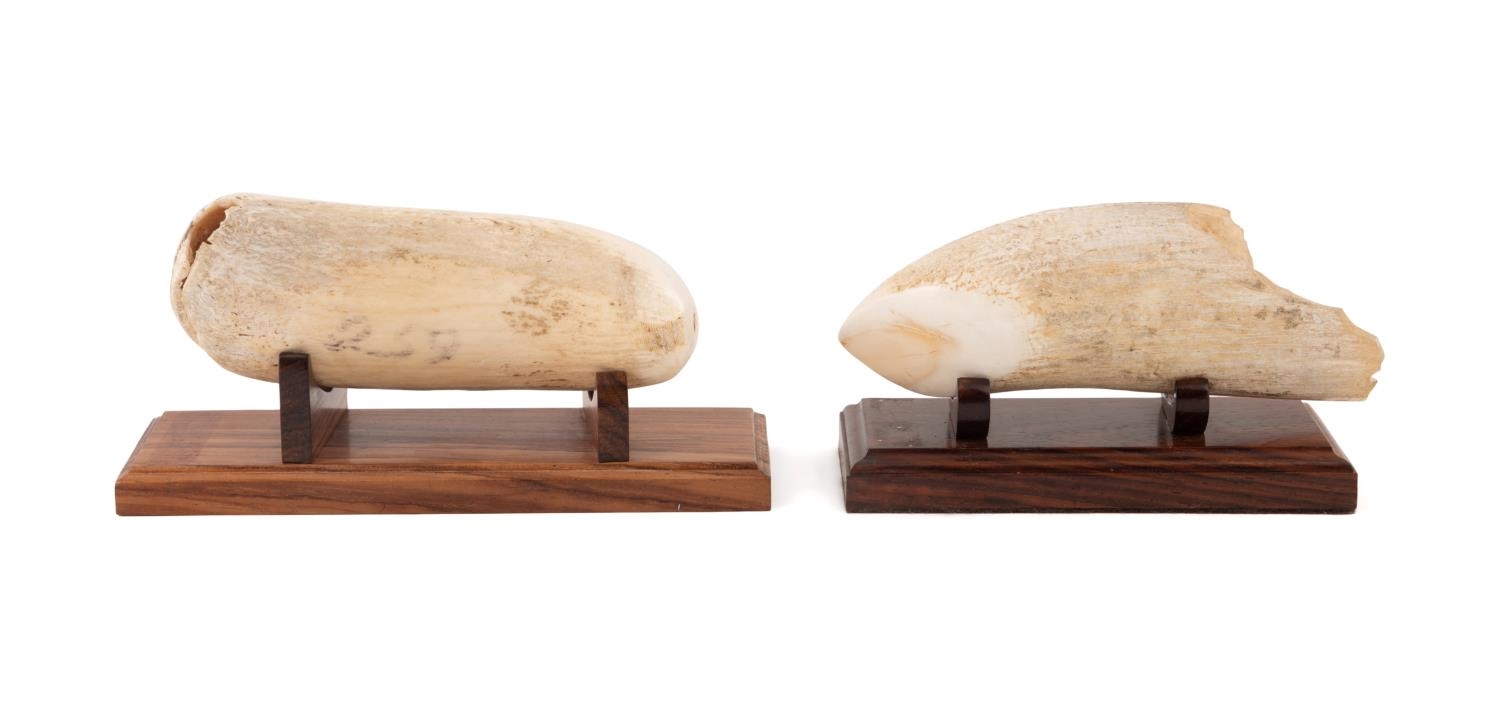 Linda Layden | scrimshaw whale's teeth with custom stands (1943 ...