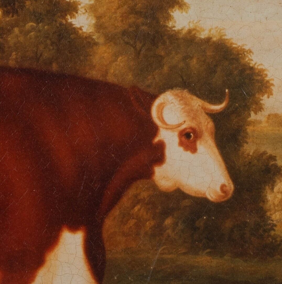 English School, 19th Century | PORTRAIT OF A PRIZE HEREFORD BULL OIL ...