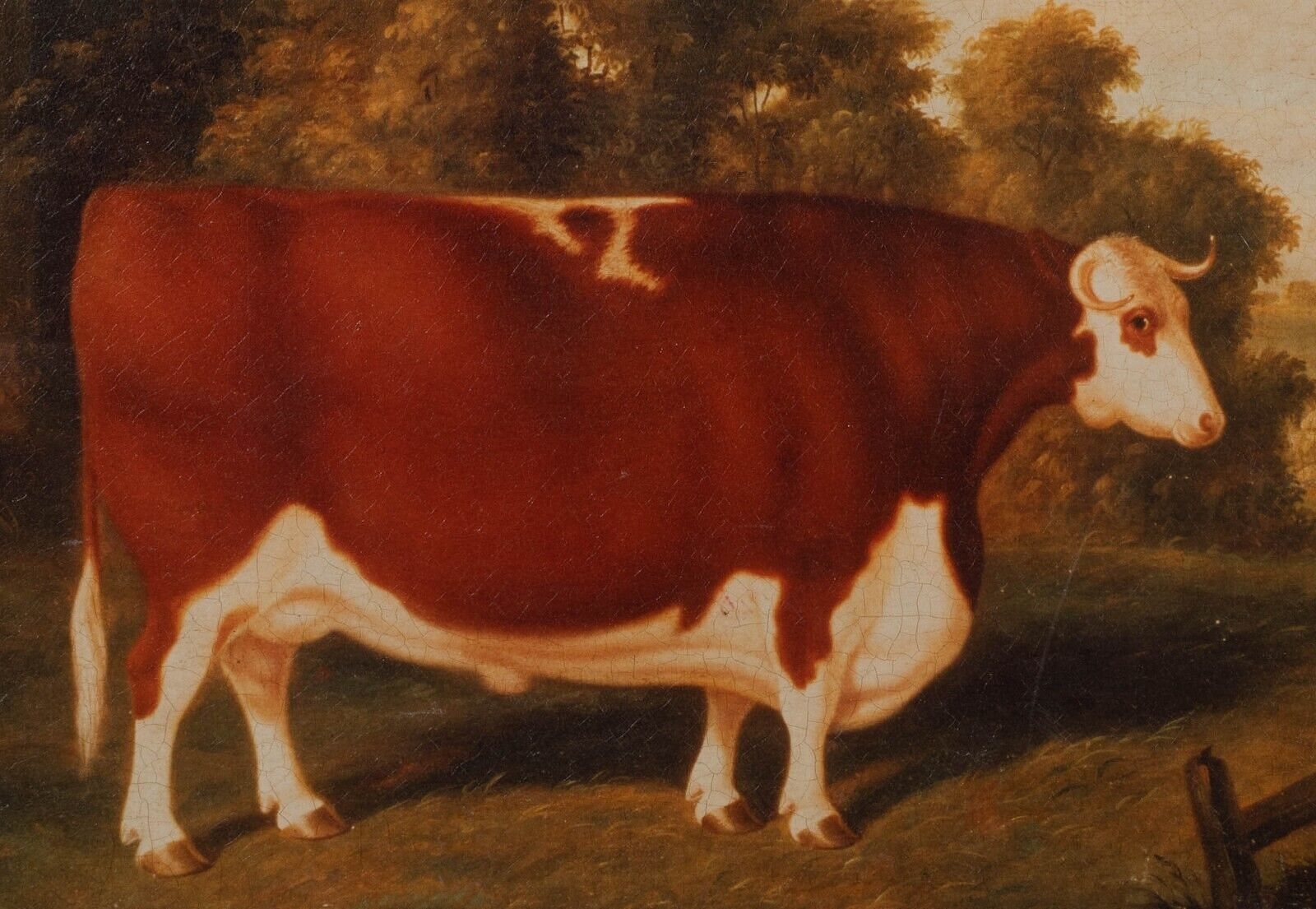 English School, 19th Century | PORTRAIT OF A PRIZE HEREFORD BULL OIL ...