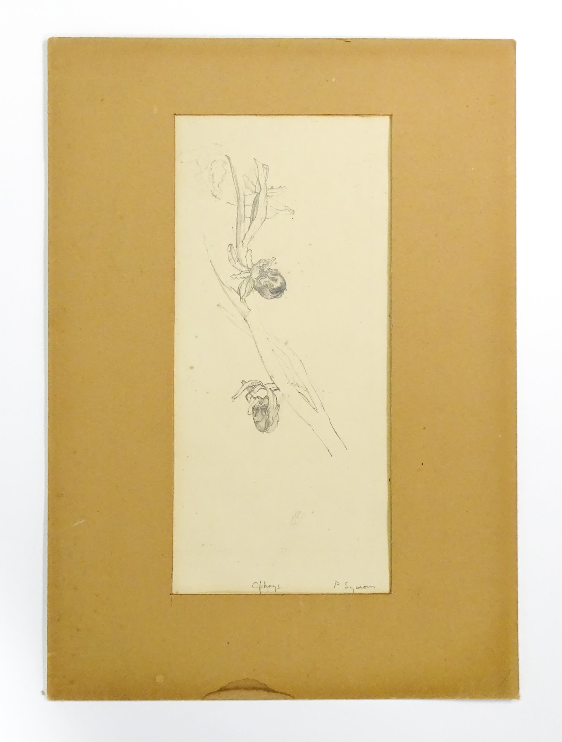 Patrick Symons | A study of Ophrys / Bee Orchids (20th Century) | MutualArt