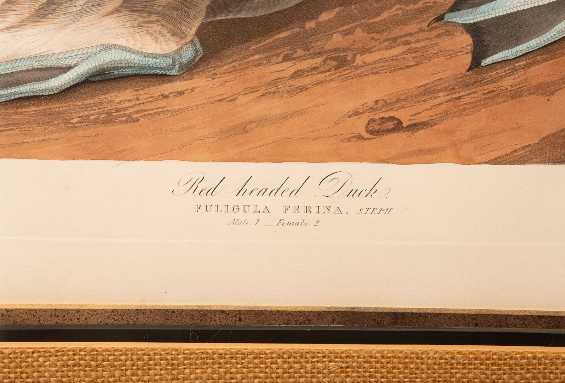 John James Audubon | Red-Headed Duck | MutualArt