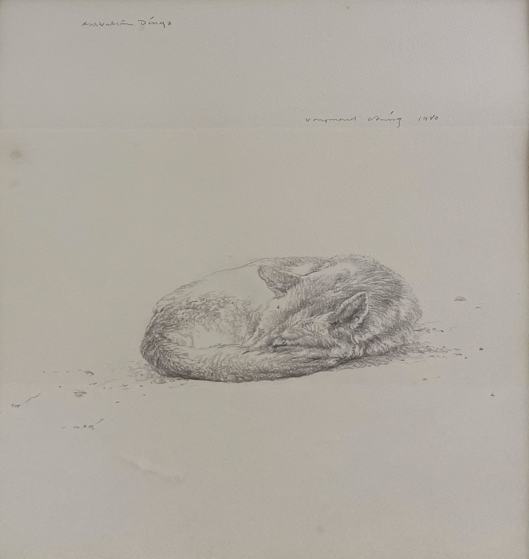 Raymond Harris Ching | Australian Dingo (1980) | MutualArt