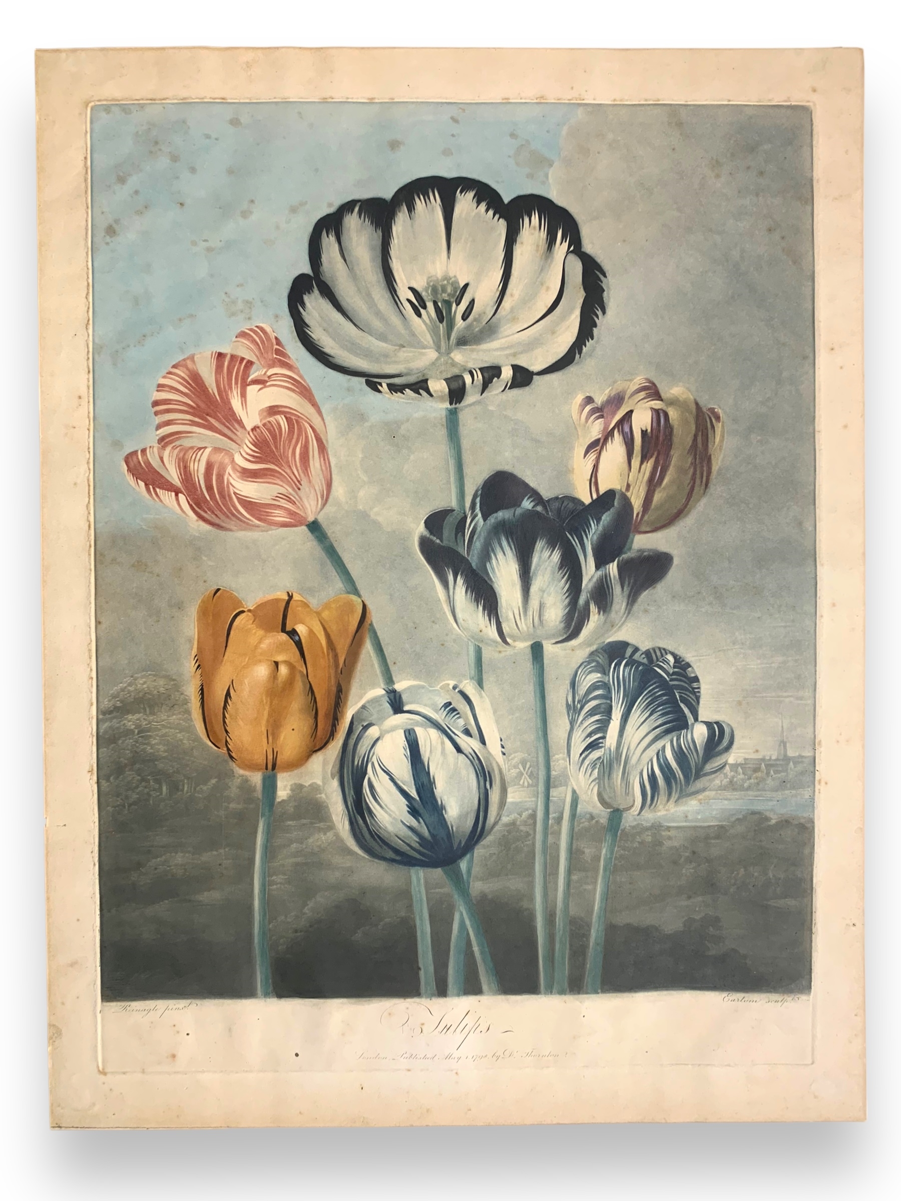 Philip Reinagle | Tulips | MutualArt