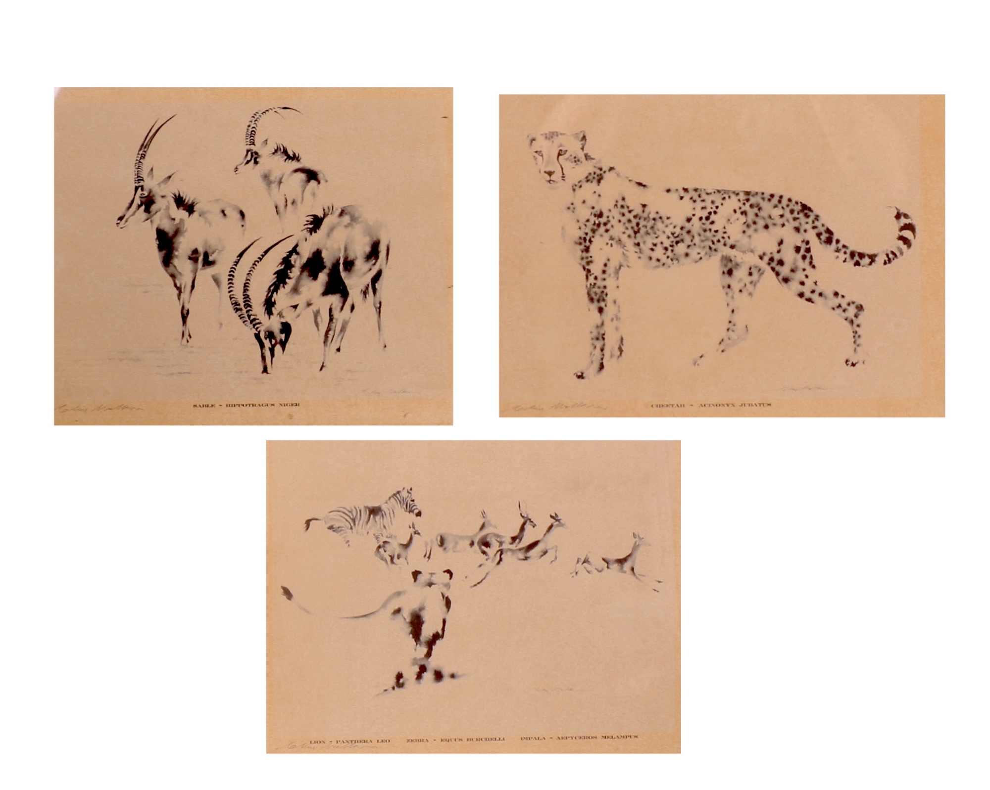 Clive Walker | WILDLIFE | MutualArt