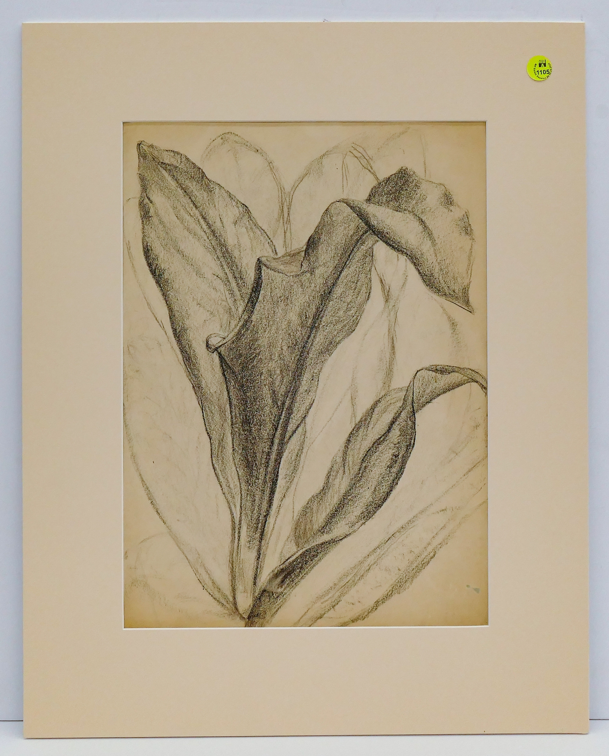 Henry Wentz | Flora Study | MutualArt