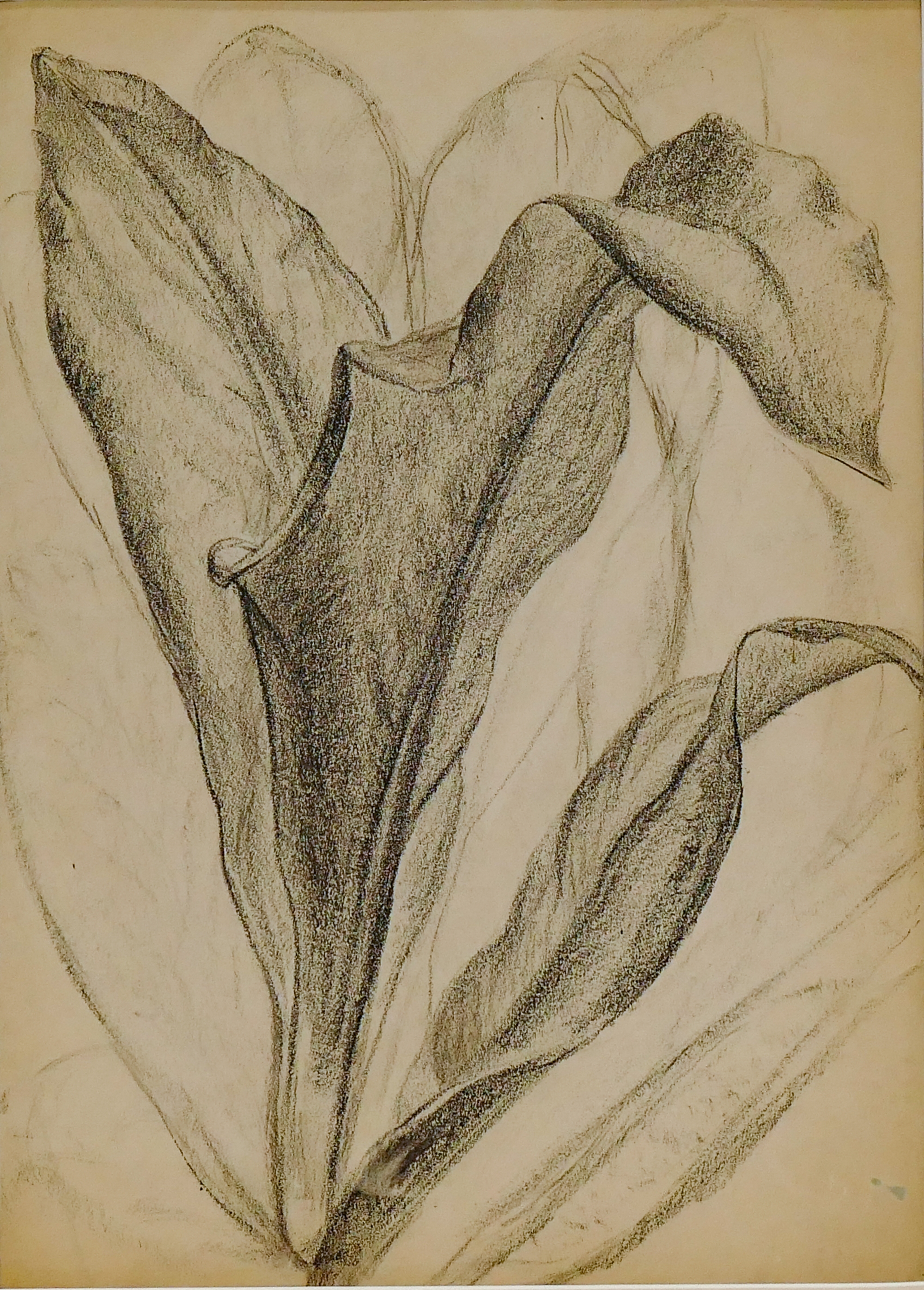 Henry Wentz | Flora Study | MutualArt