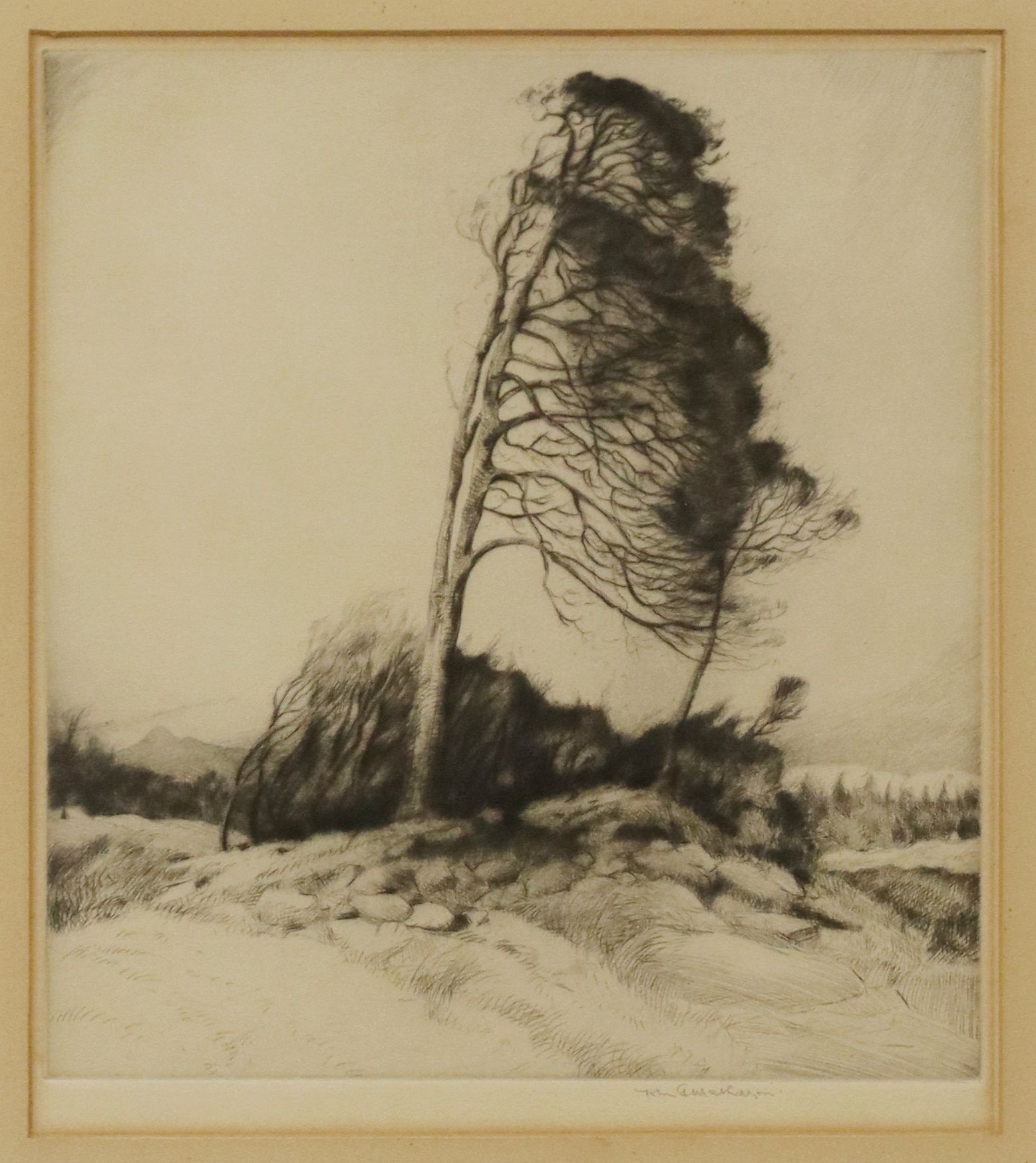 John George Mathieson | Windswept Pine Trees | MutualArt