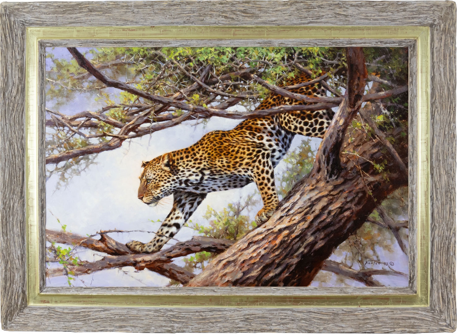 Eric Forlee | Leopard in Acacia Tree (1993) | MutualArt
