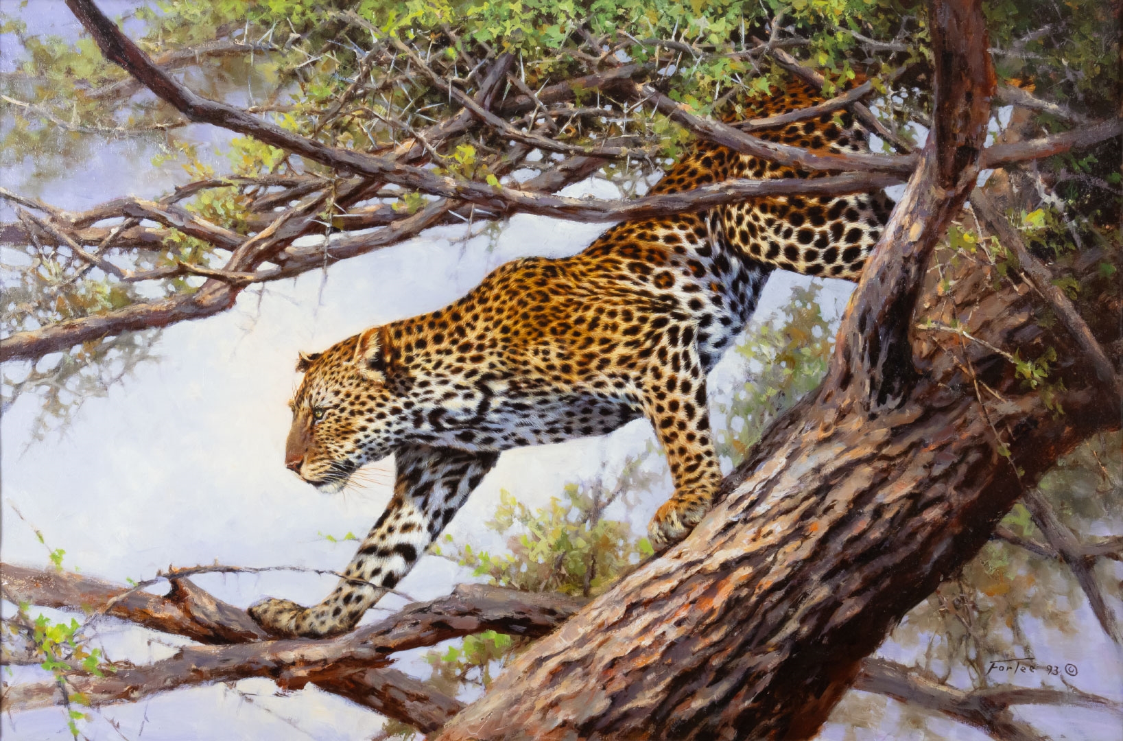 Eric Forlee | Leopard in Acacia Tree (1993) | MutualArt