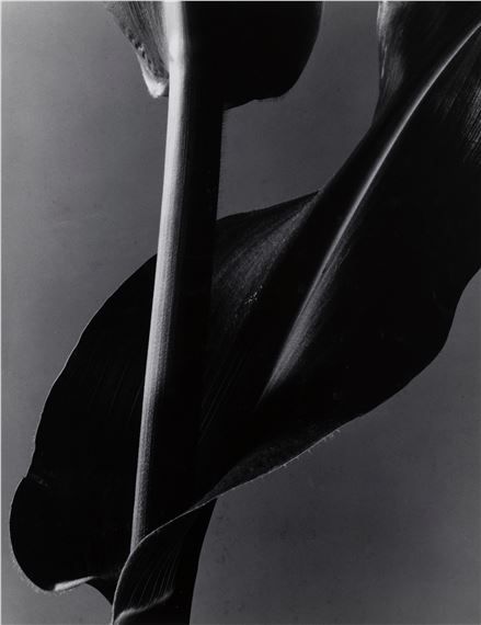 Barbara Morgan | Corn Stalk | MutualArt