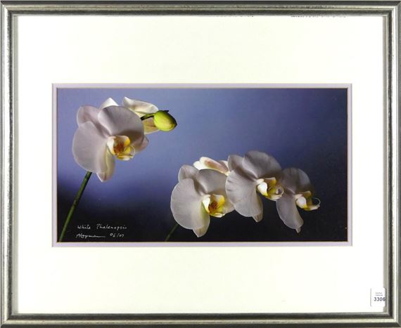 Arius Hopman | 1 Artworks at Auction | MutualArt