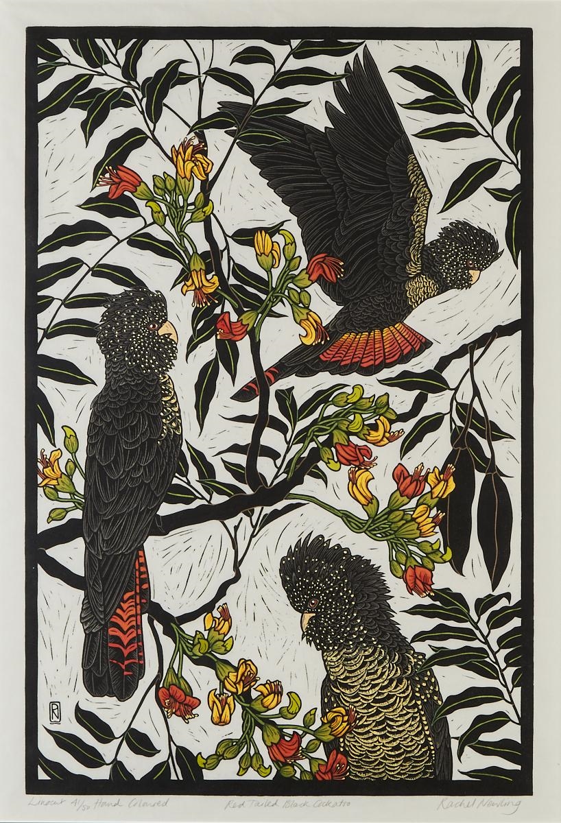 Rachel Newling | Red Tailed Black Cockatoo | MutualArt