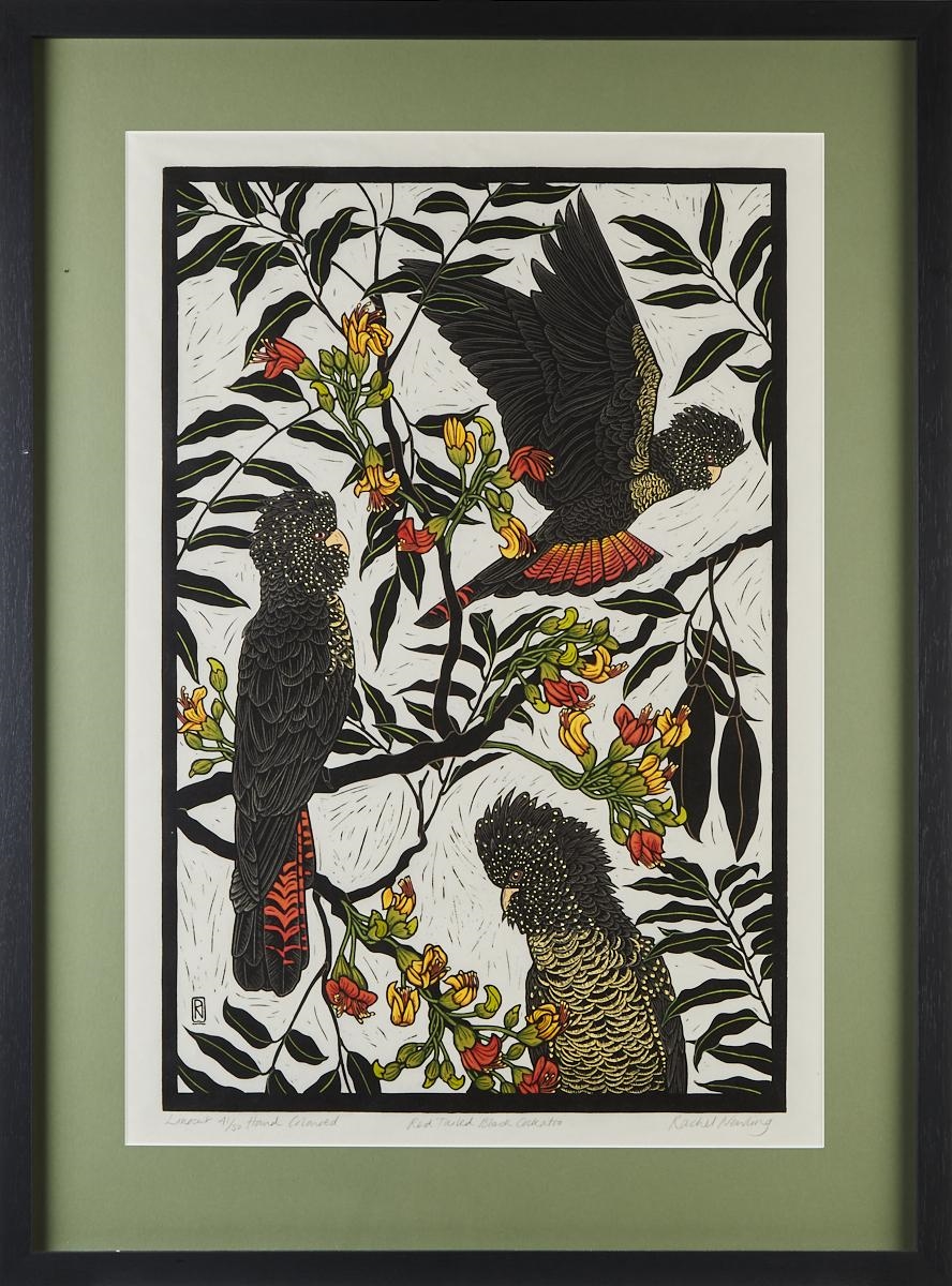 Rachel Newling | Red Tailed Black Cockatoo | MutualArt