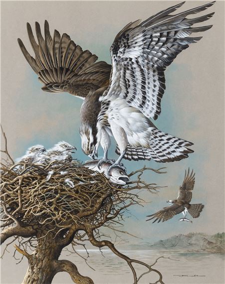 Basil Ede | Ospreys (1965) | MutualArt