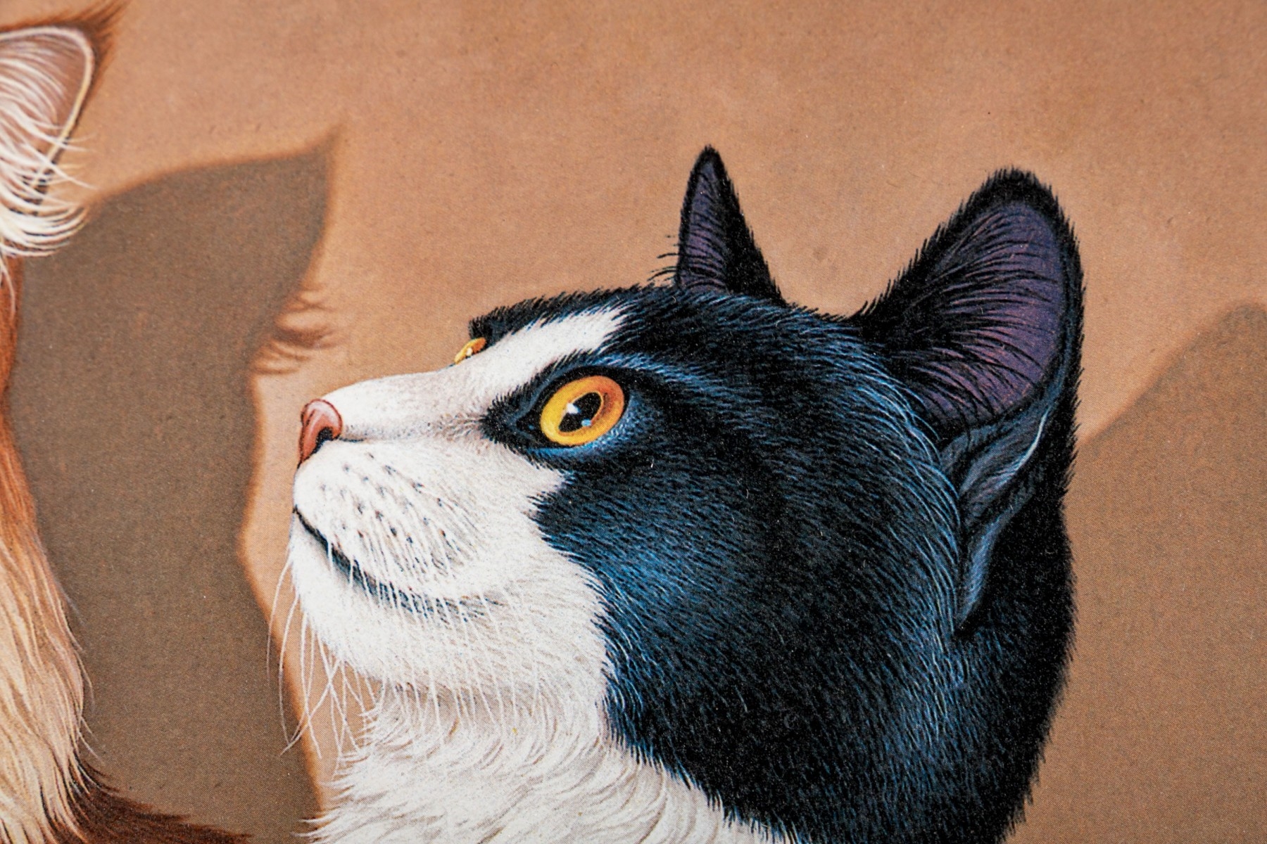 Braldt Bralds | different breeds of cats in baskets | MutualArt