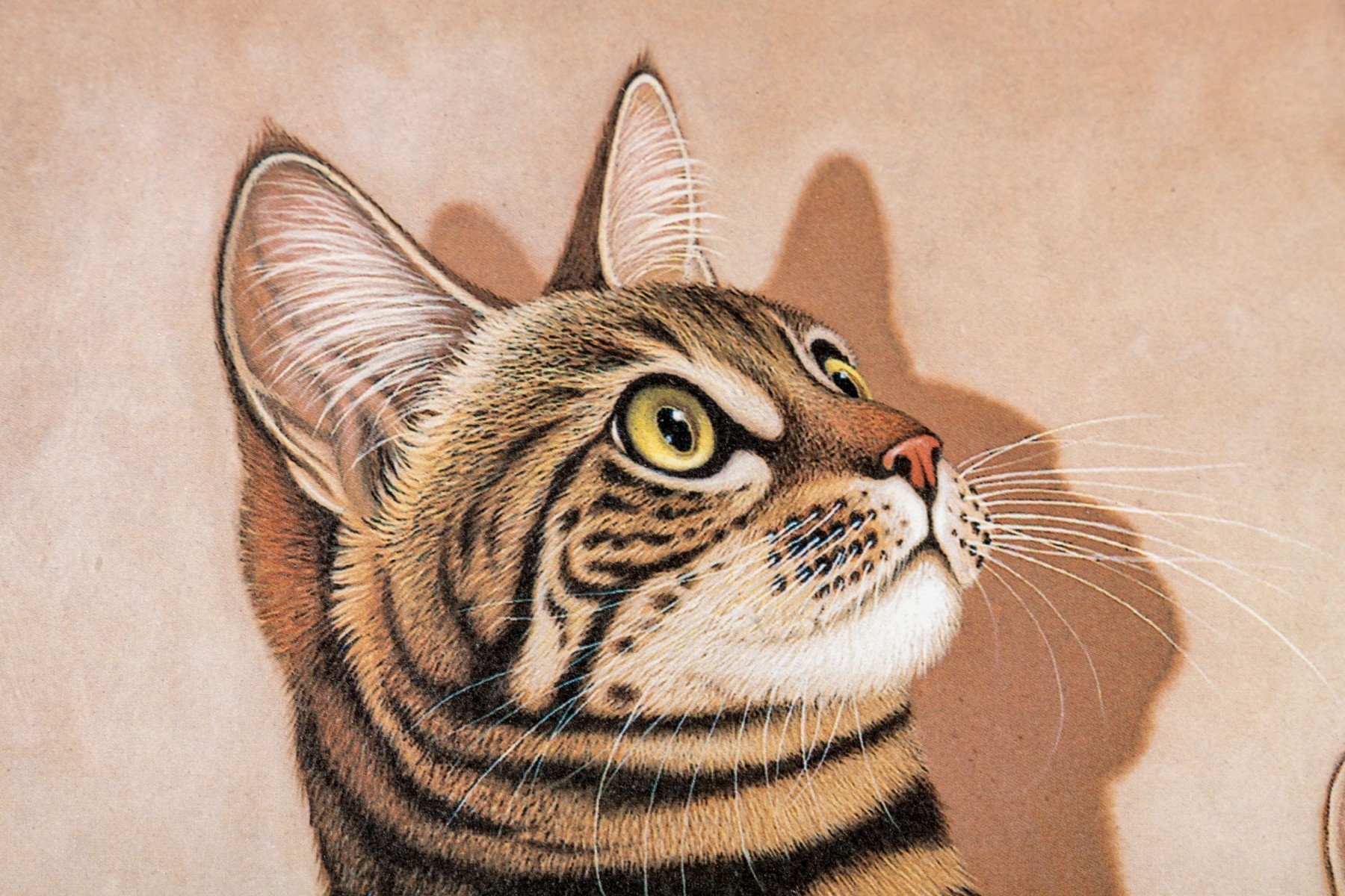 Braldt Bralds | different breeds of cats in baskets | MutualArt