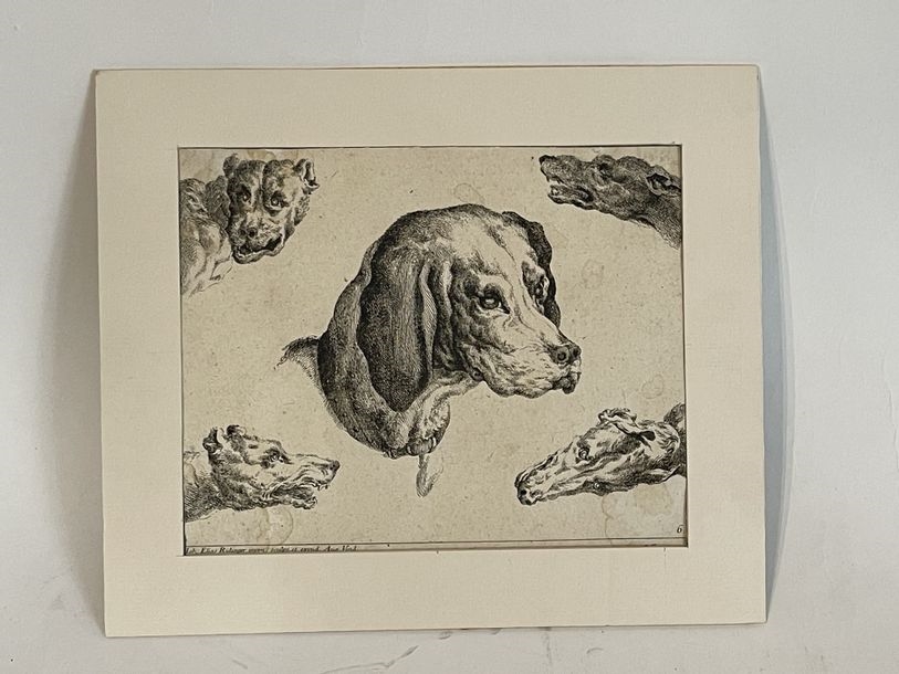 Johann Elias Ridinger | Study of a dog's head | MutualArt