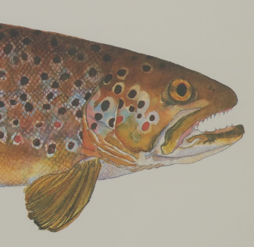 Eileen Klatt | Brown Trout / Salmo Trutta | MutualArt