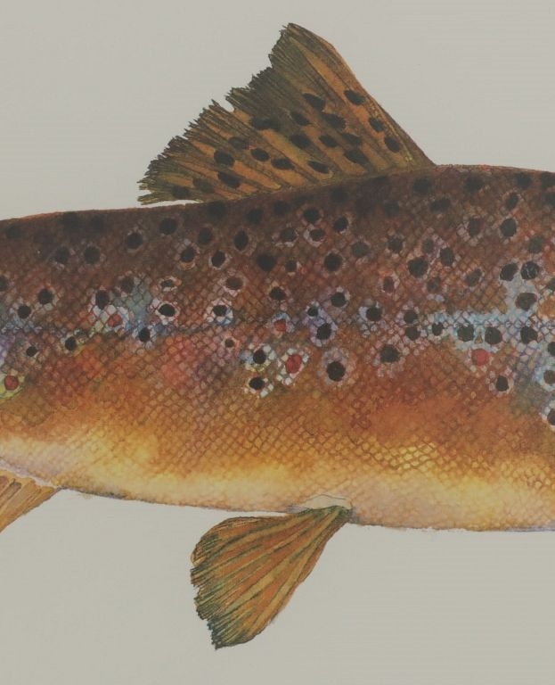Eileen Klatt | Brown Trout / Salmo Trutta | MutualArt