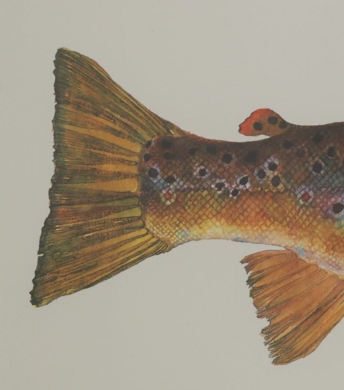 Eileen Klatt | Brown Trout / Salmo Trutta | MutualArt