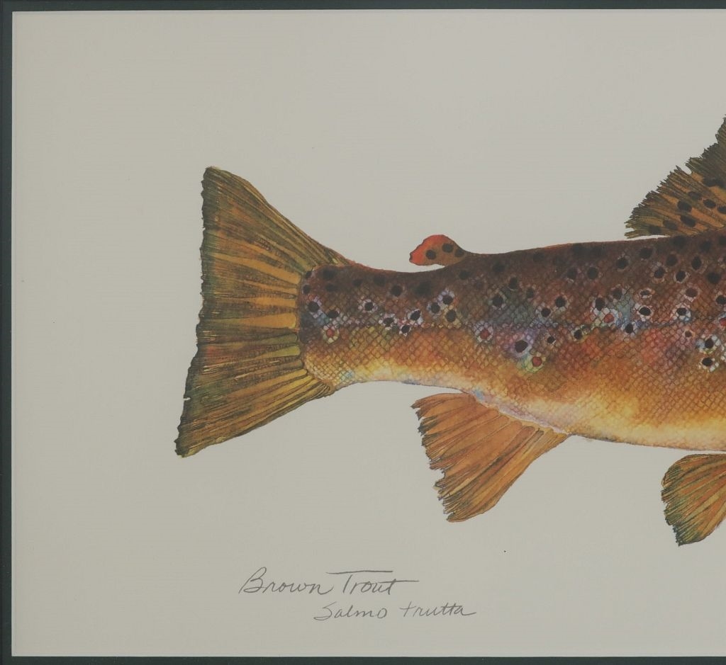 Eileen Klatt | Brown Trout / Salmo Trutta | MutualArt