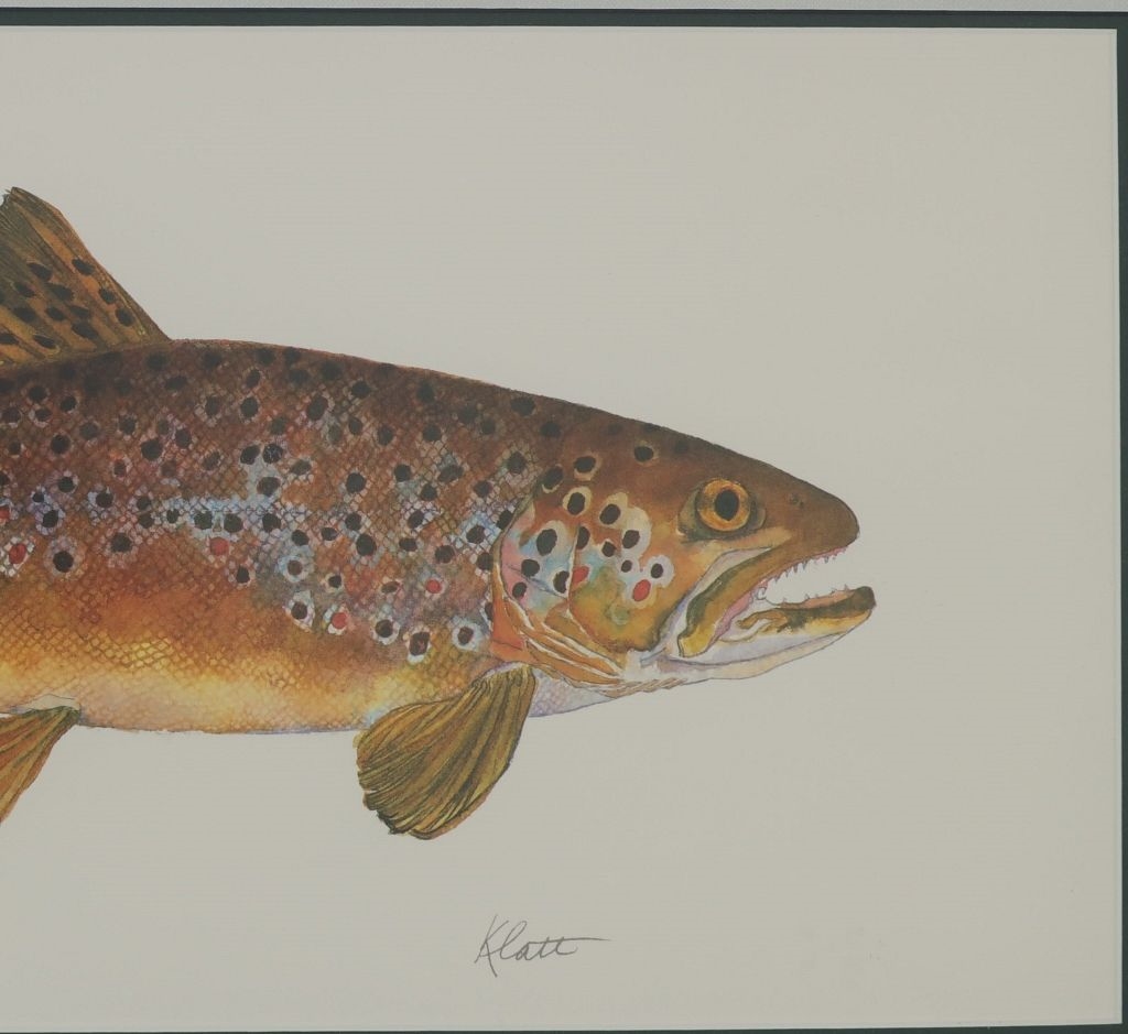 Eileen Klatt | Brown Trout / Salmo Trutta | MutualArt