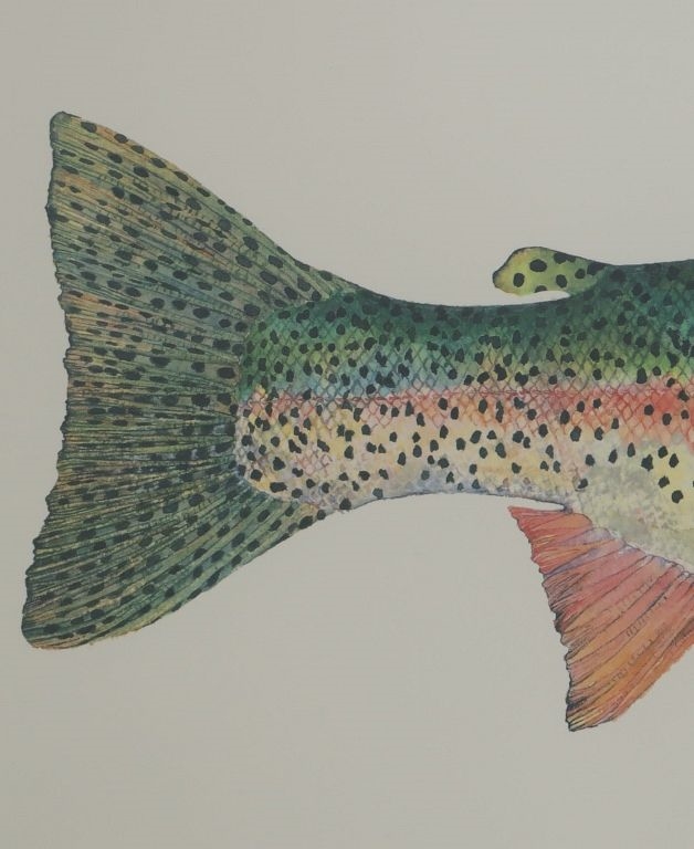 Eileen Klatt | Rainbow Trout | MutualArt