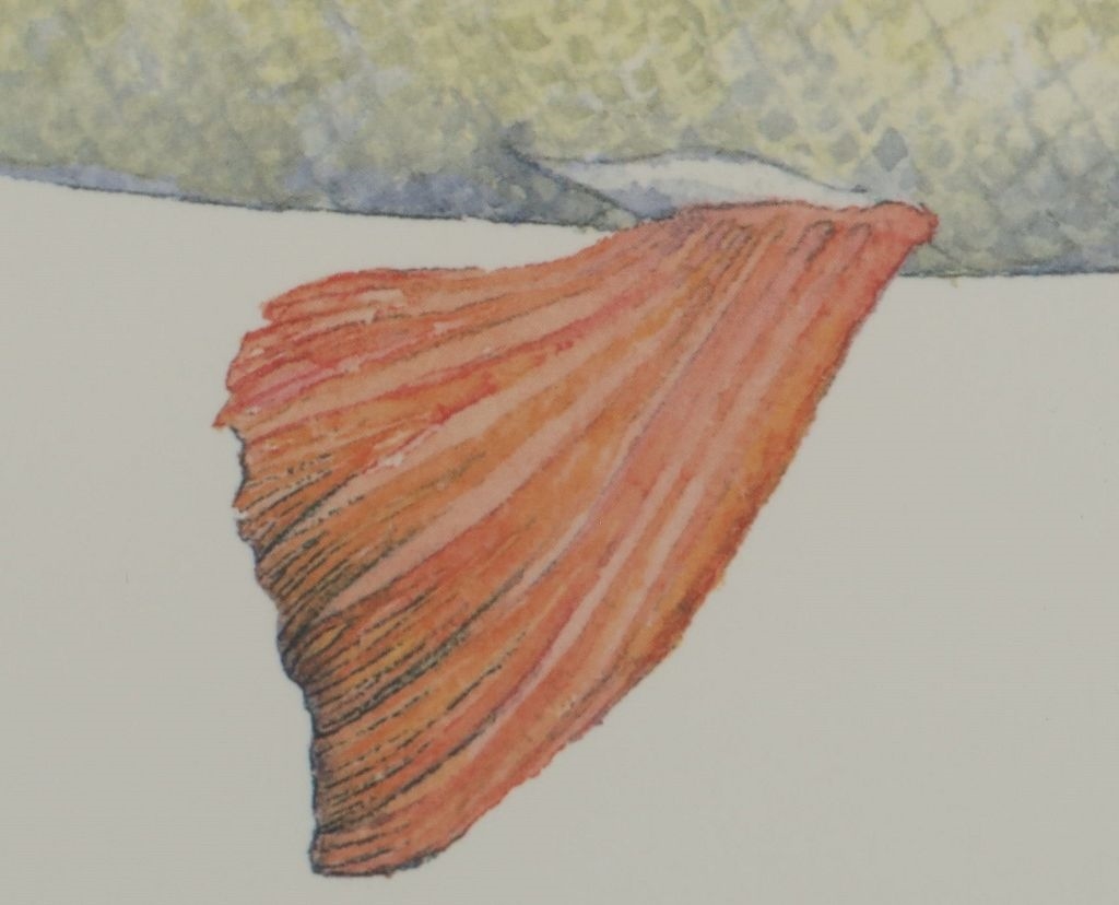 Eileen Klatt | Rainbow Trout | MutualArt