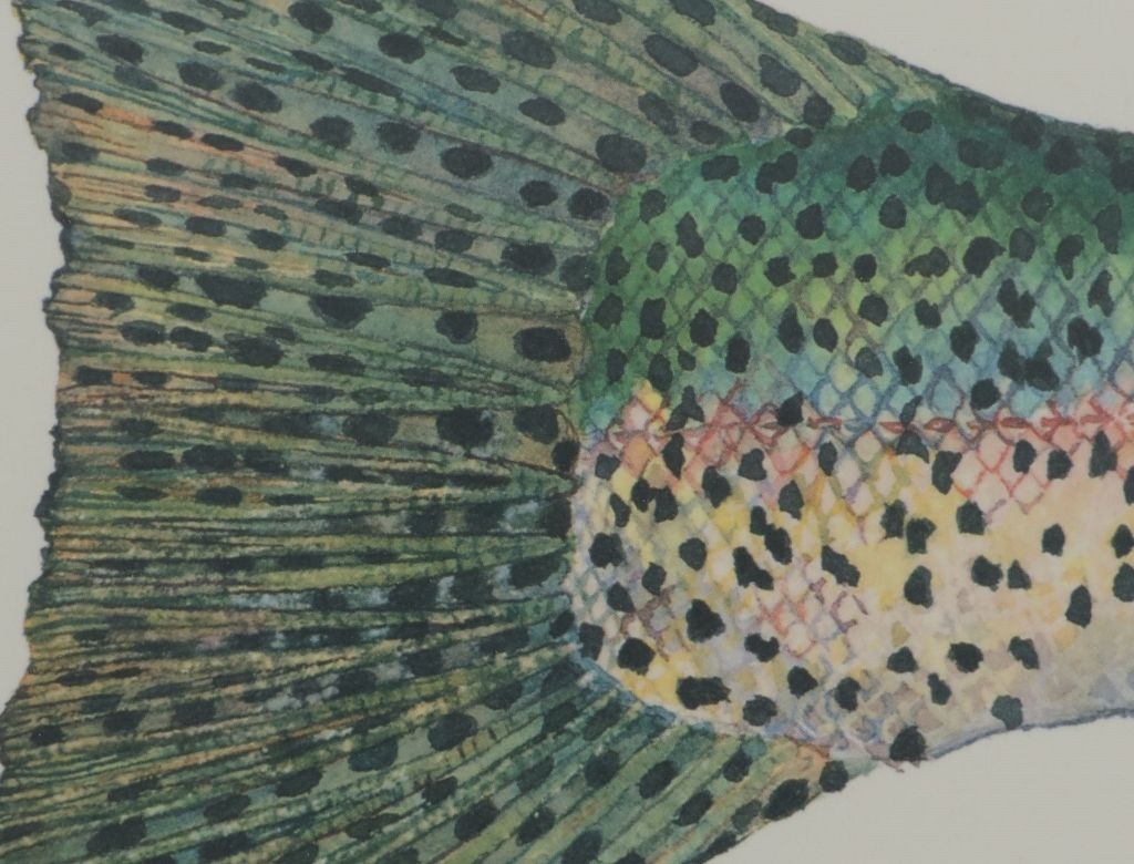 Eileen Klatt | Rainbow Trout | MutualArt