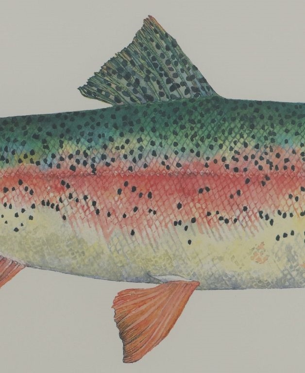 Eileen Klatt | Rainbow Trout | MutualArt