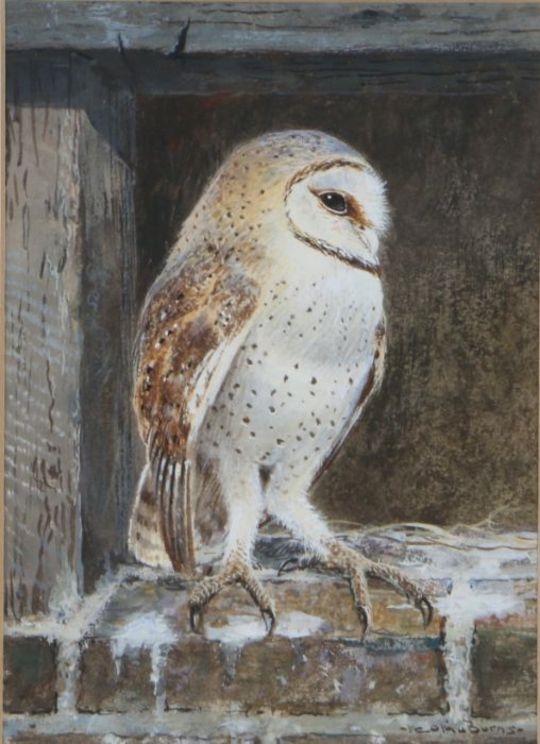 Colin W. Burns | Barn Owl | MutualArt
