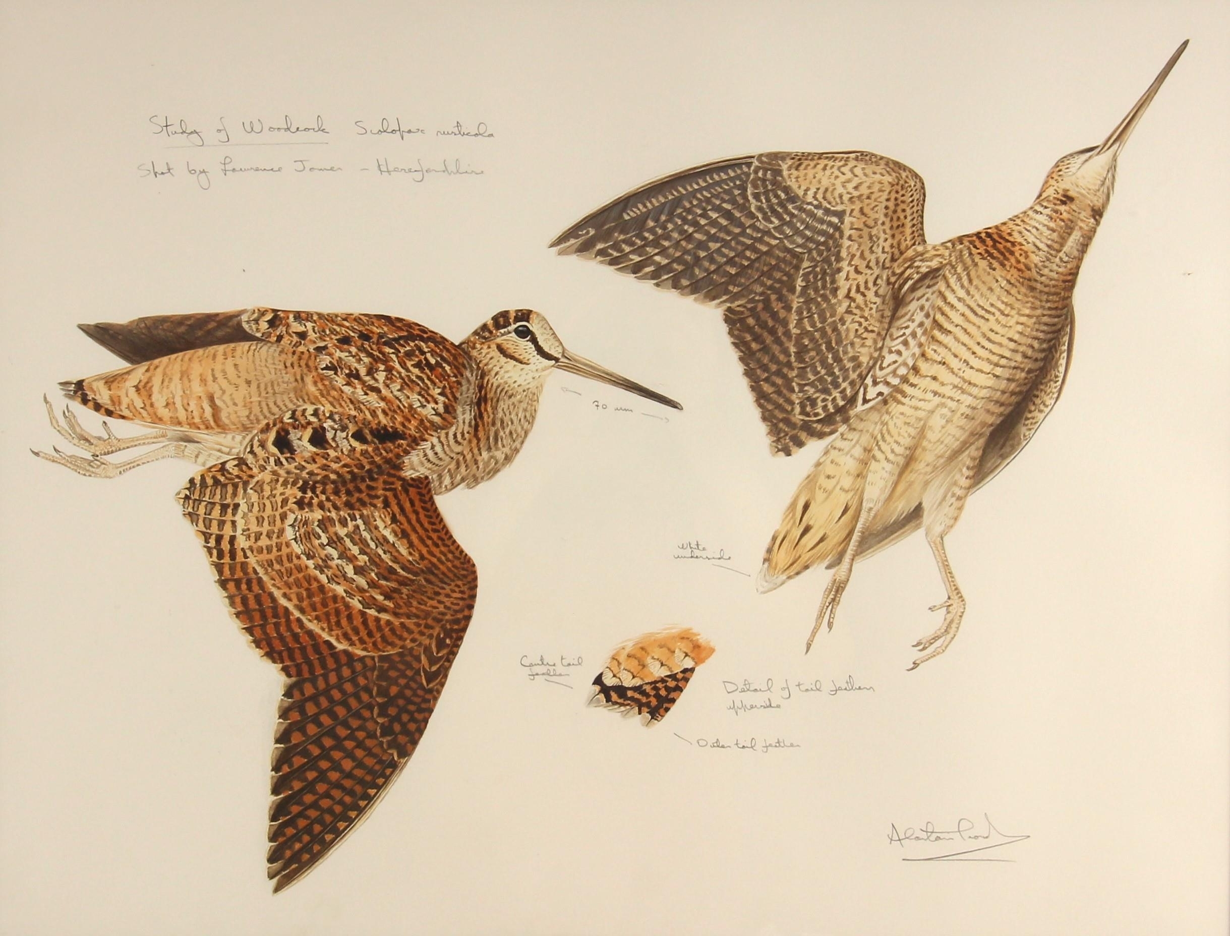 Alastair Proud | Study Of Woodcock | MutualArt