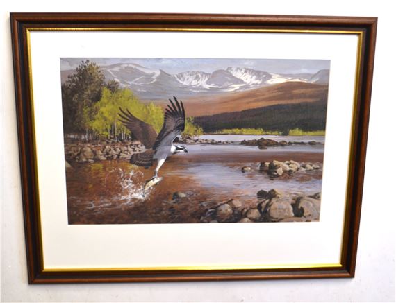 Keith Shackleton | Osprey in flight with a fish in tallons | MutualArt