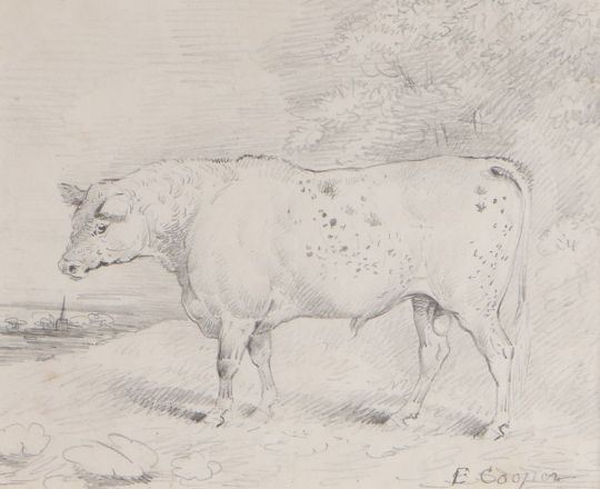 Edwin Cooper | A Bull | MutualArt